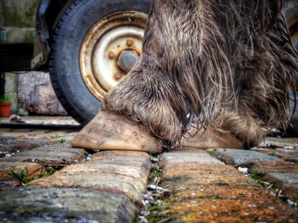 Footloose Barefoot Hooves | Central Scotland Equine Podiatrist | What ...